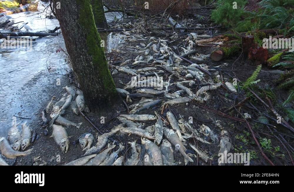 Dead salmon Stock Videos & Footage - HD and 4K Video Clips - Alamy