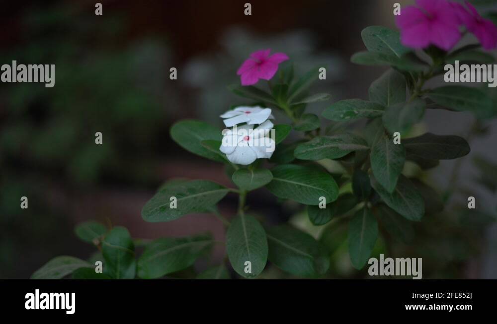 Rose flo Stock Videos & Footage - HD and 4K Video Clips - Alamy