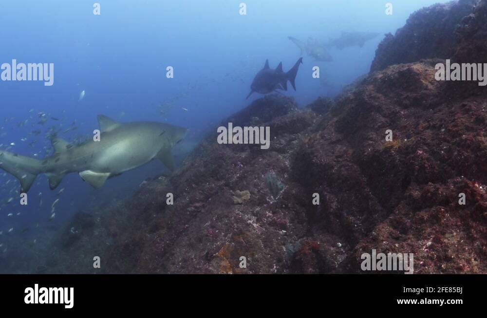 Sharks surrounded by fish Stock Videos & Footage - HD and 4K Video ...