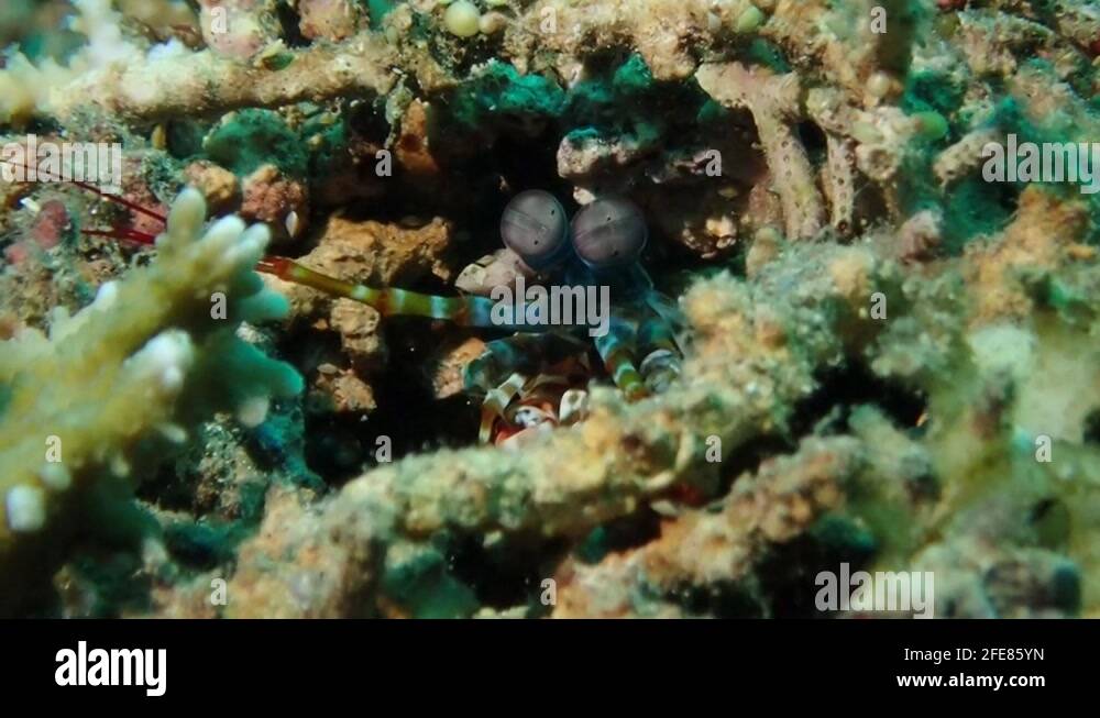 Mantis shrimp in png waters. Scuba diving in Papua New Guinea Stock ...