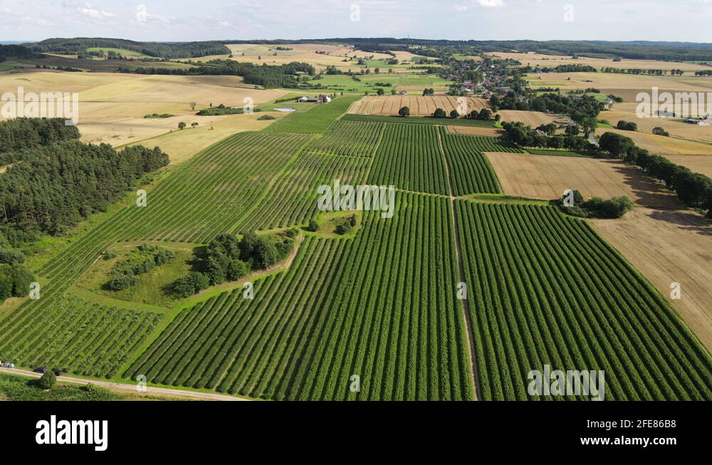 Berry plantations Stock Videos & Footage - HD and 4K Video Clips - Alamy