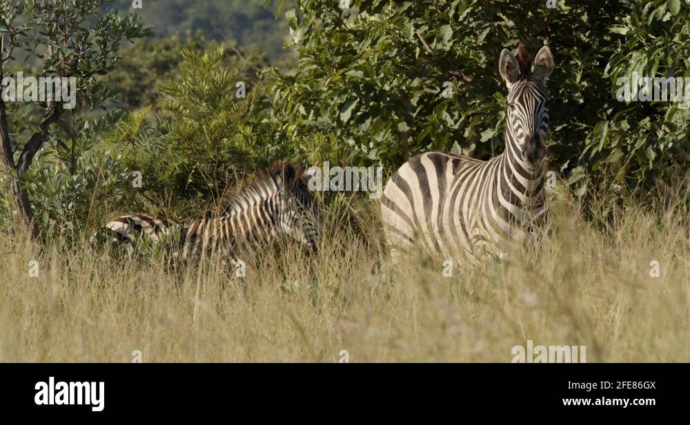 Adult zebra Stock Videos & Footage - HD and 4K Video Clips - Alamy