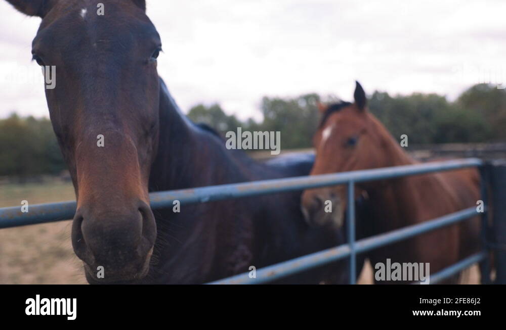 Horses at fence Stock Videos & Footage - HD and 4K Video Clips - Alamy