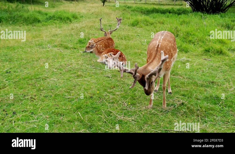 A male fallow deer fidgeting anding to scratch his body with his ...