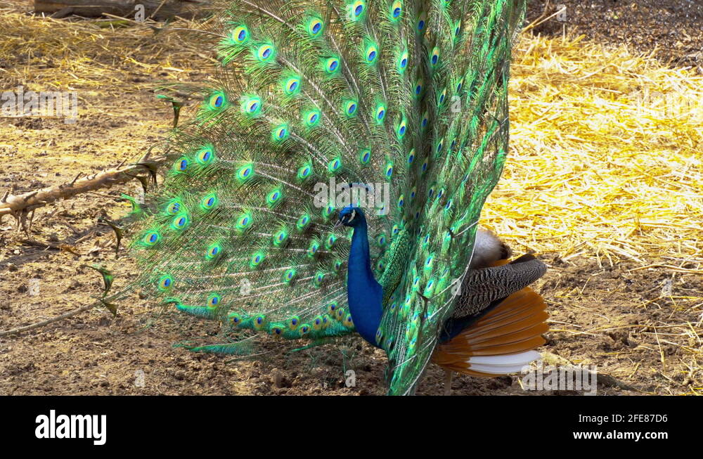 Blue peacock and peahen Stock Videos & Footage - HD and 4K Video Clips ...