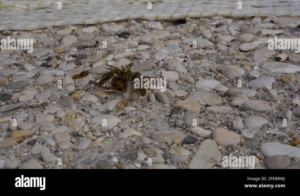 Fish on pebbles Stock Videos & Footage - HD and 4K Video Clips - Alamy