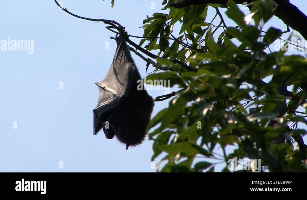 Fruit bat flying fox Stock Videos & Footage - HD and 4K Video Clips - Alamy