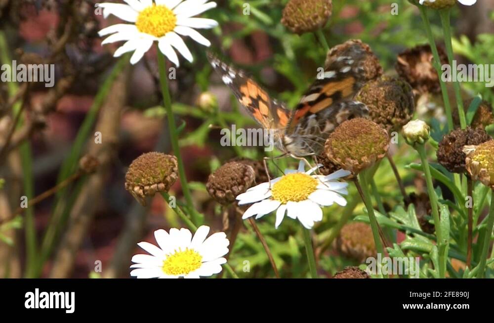 Royal butterfly Stock Videos & Footage - HD and 4K Video Clips - Alamy