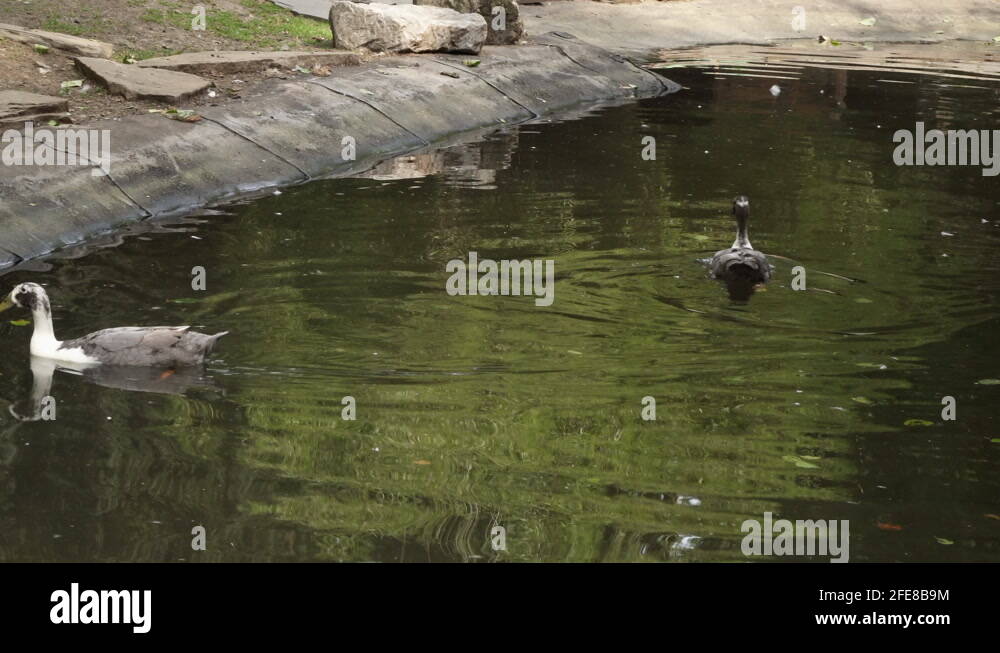 Pond in water Stock Videos & Footage - HD and 4K Video Clips - Alamy