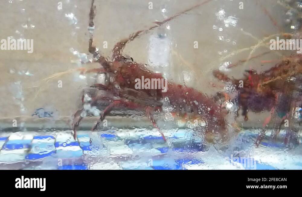 Lobster pool Stock Videos & Footage - HD and 4K Video Clips - Alamy