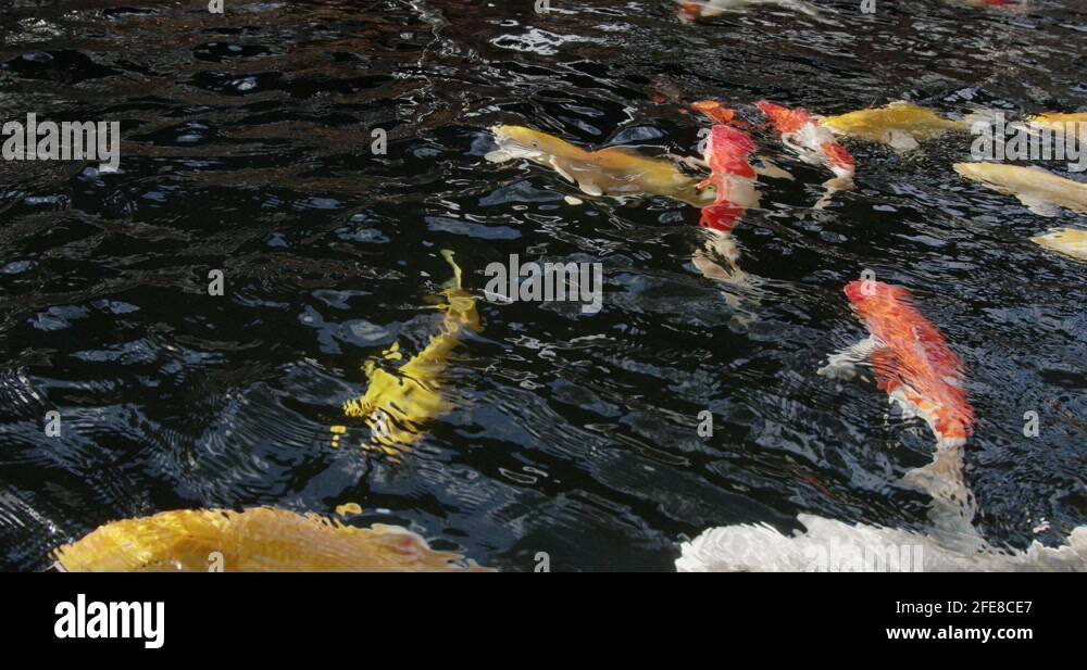 Koi swimming in big pond Stock Videos & Footage - HD and 4K Video Clips ...
