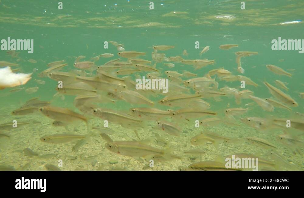 Little fishes Stock Videos & Footage - HD and 4K Video Clips - Alamy