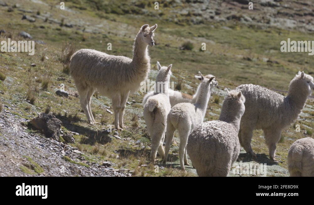 Alpacas andes Stock Videos & Footage - HD and 4K Video Clips - Alamy