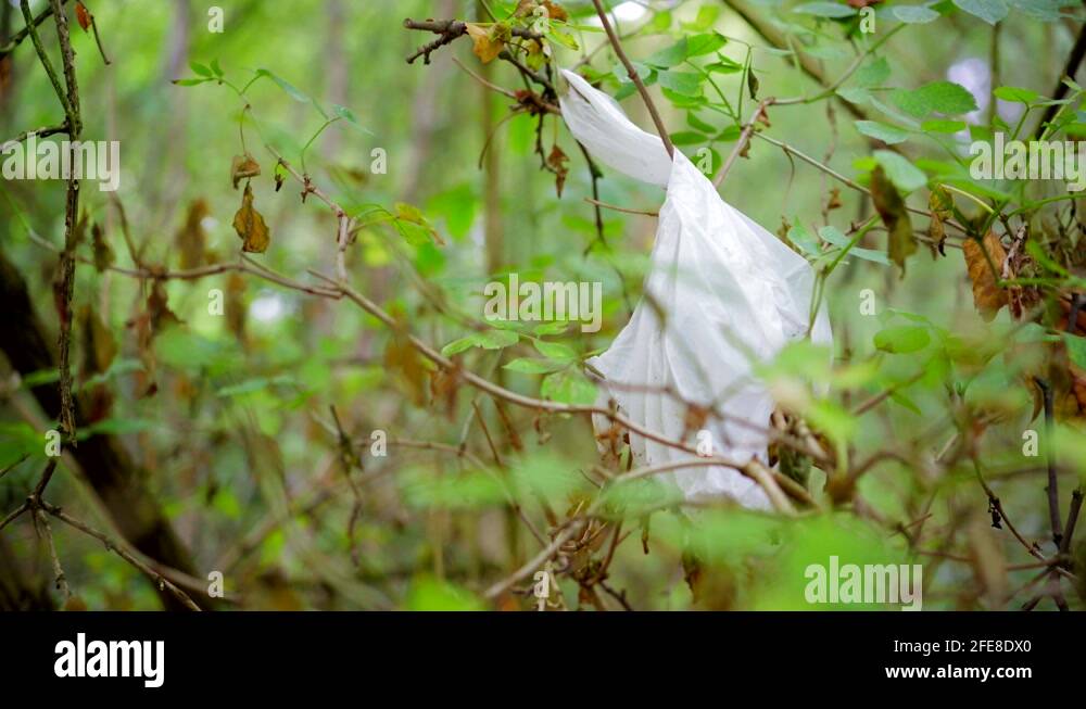Garbage in a tree Stock Videos & Footage - HD and 4K Video Clips - Alamy