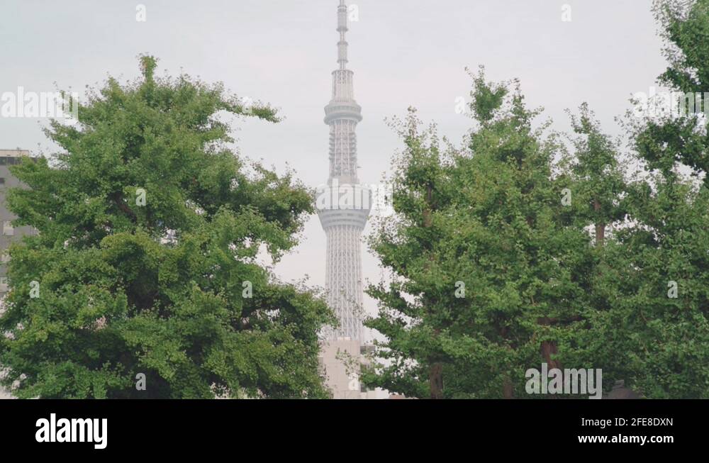 Foreground two tall trees Stock Videos & Footage - HD and 4K Video ...