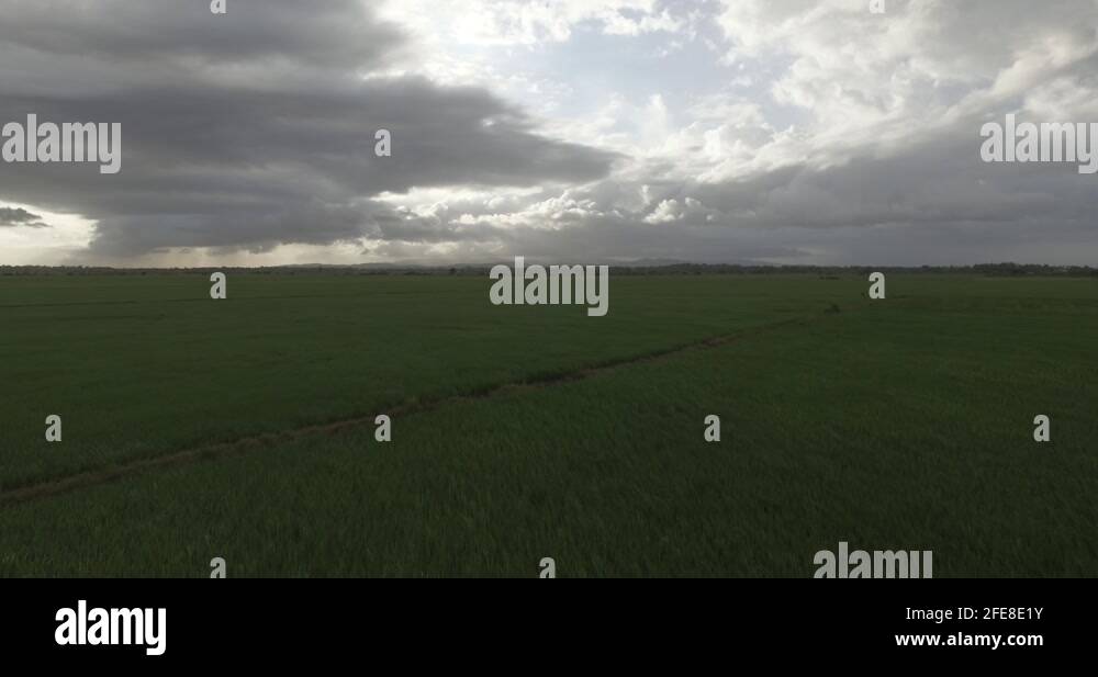 Huge rice field Stock Videos & Footage - HD and 4K Video Clips - Alamy