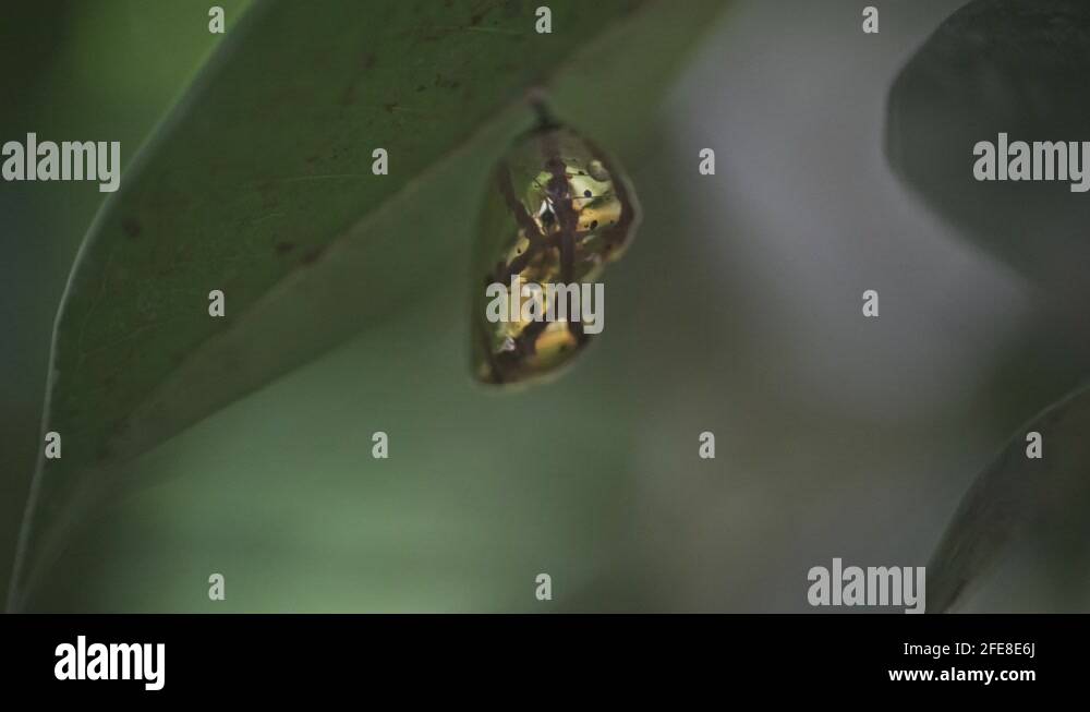 Chrysalis pupa Stock Videos & Footage - HD and 4K Video Clips - Alamy