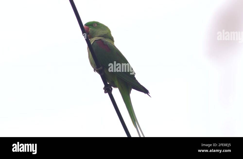 Parrot city Stock Videos & Footage - HD and 4K Video Clips - Alamy
