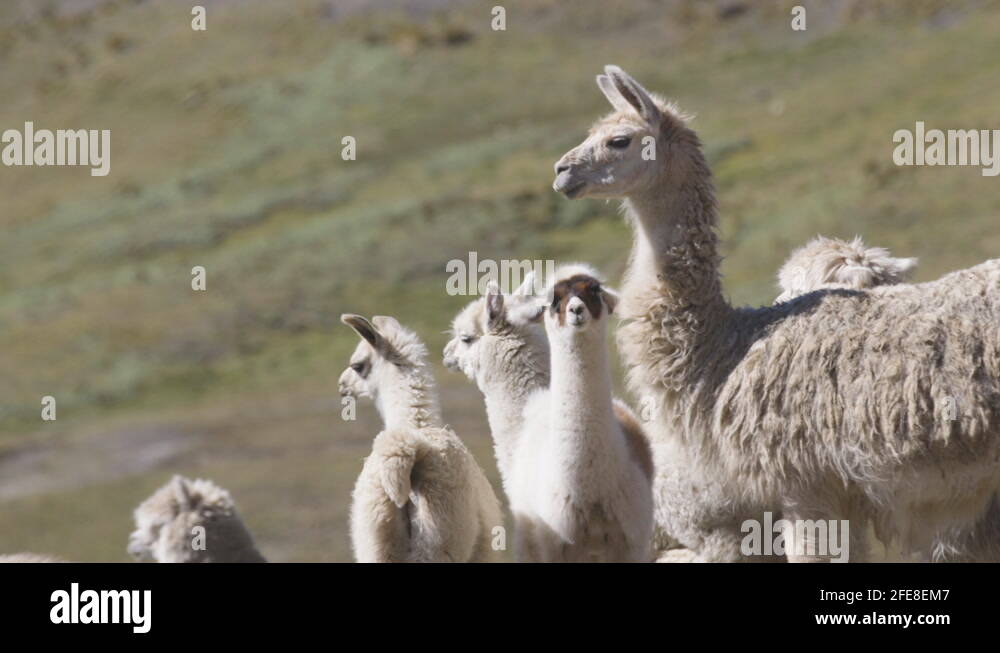 Llama children Stock Videos & Footage - HD and 4K Video Clips - Alamy