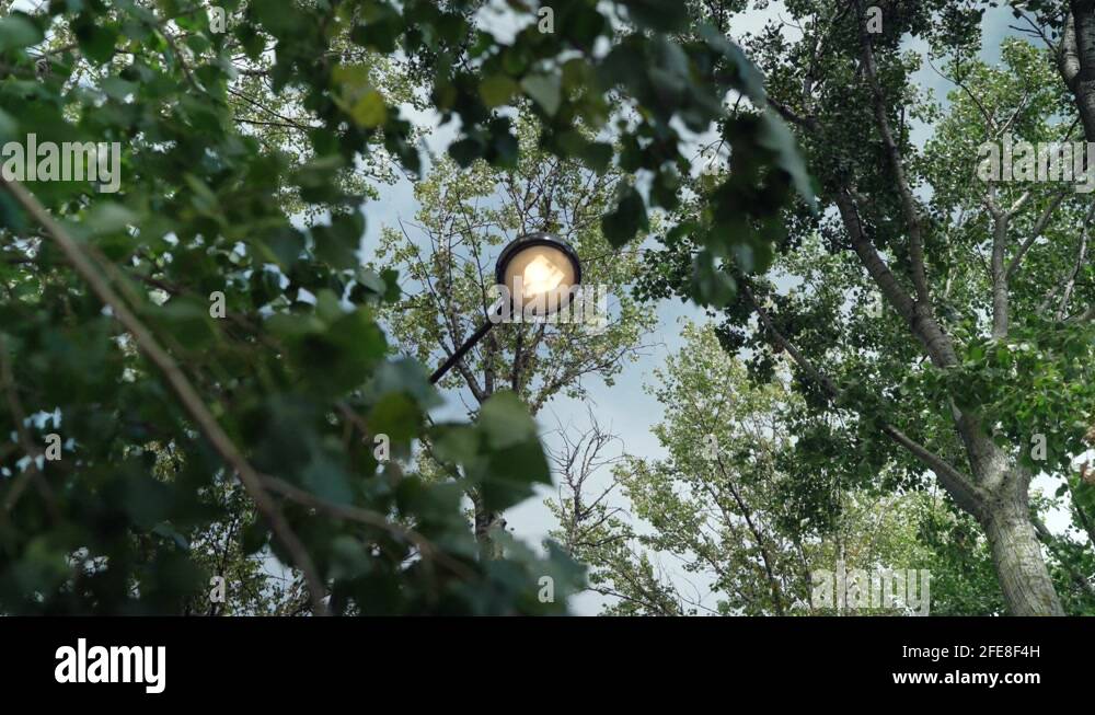A street light pole switched on during daytime between tree branches ...