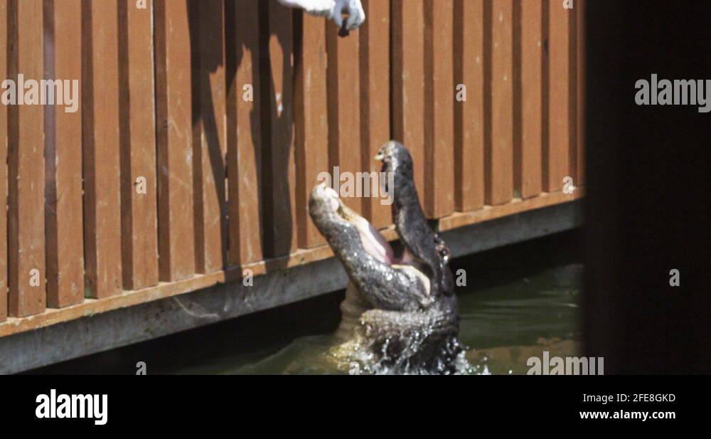 Feeding an alligator Stock Videos & Footage - HD and 4K Video Clips - Alamy
