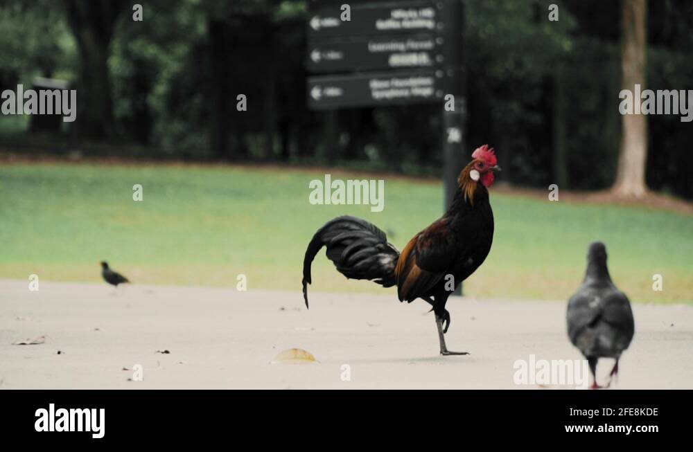 Cute rooster Stock Videos & Footage - HD and 4K Video Clips - Alamy