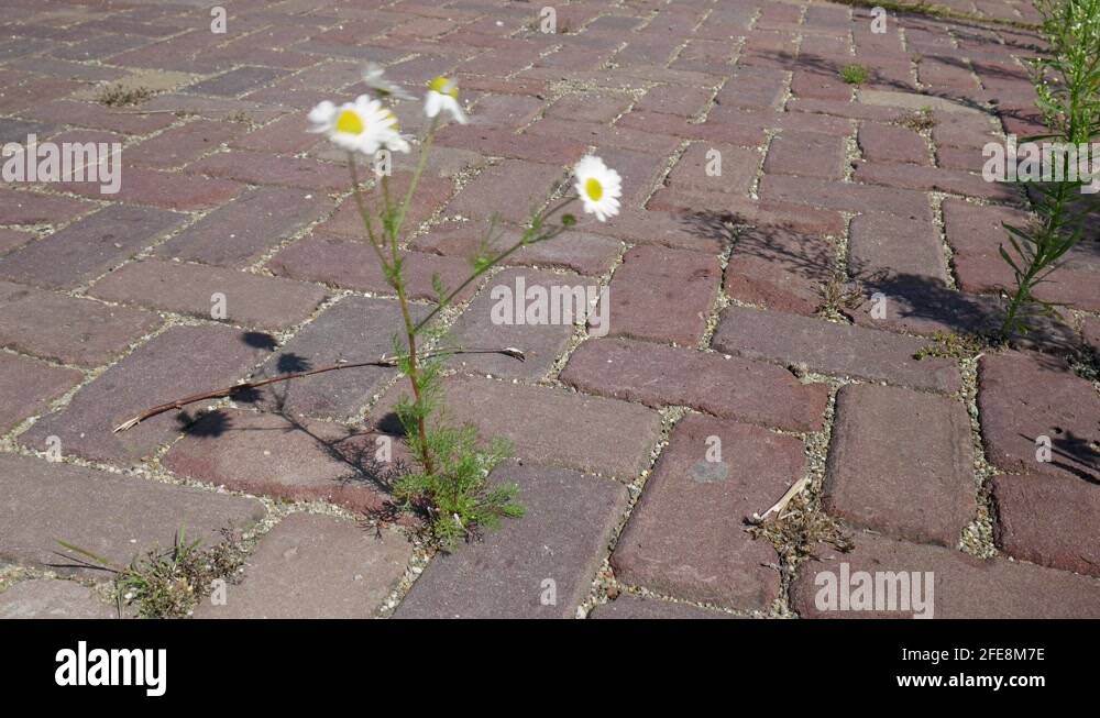Flower in pavement Stock Videos & Footage - HD and 4K Video Clips - Alamy