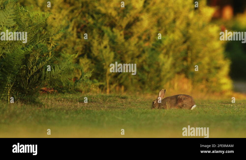 Bunny photography Stock Videos & Footage - HD and 4K Video Clips - Alamy