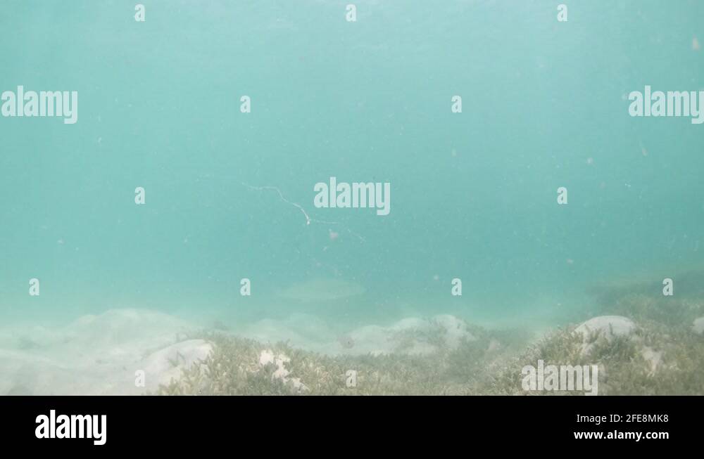 Bonefish, Panpanos fishes swimming underwater shallow water. Los Roques ...