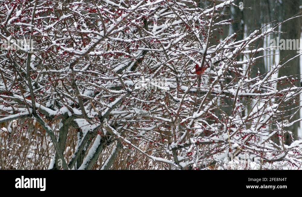 Red bird cardinal Stock Videos & Footage - HD and 4K Video Clips - Alamy