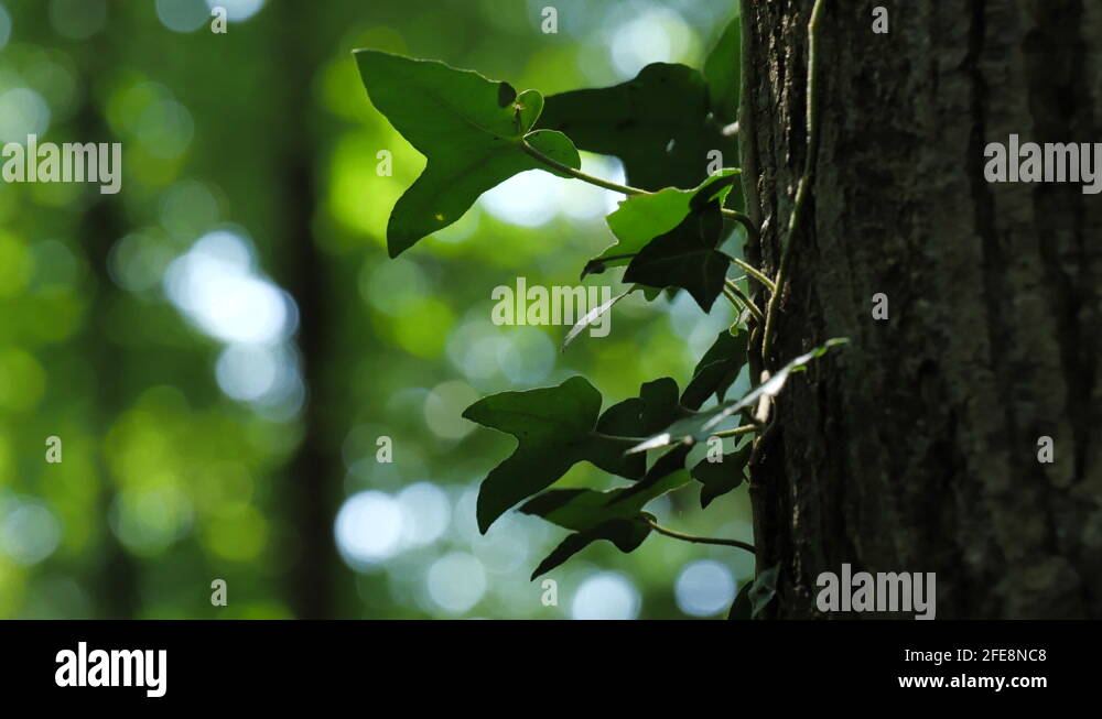 Tree like vine Stock Videos & Footage - HD and 4K Video Clips - Alamy