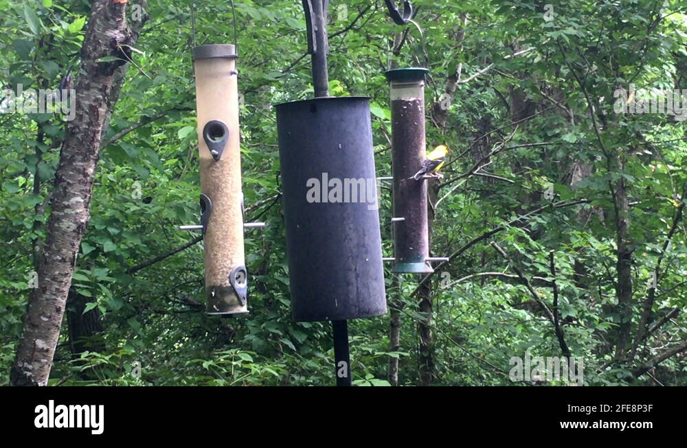 Territorial birds Stock Videos & Footage - HD and 4K Video Clips - Alamy