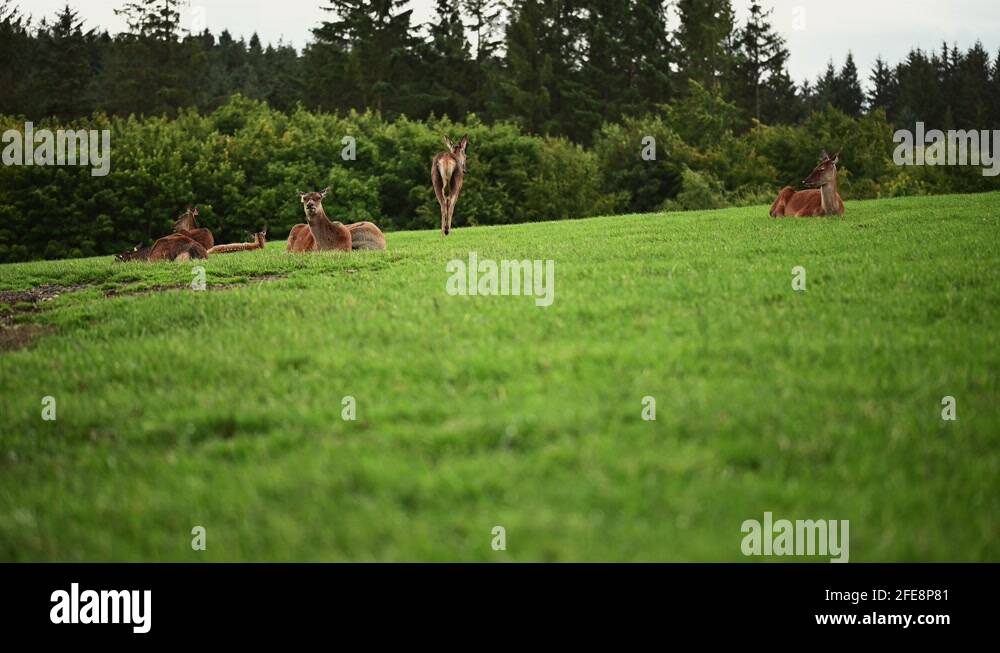 Scotland farming Stock Videos & Footage - HD and 4K Video Clips - Alamy