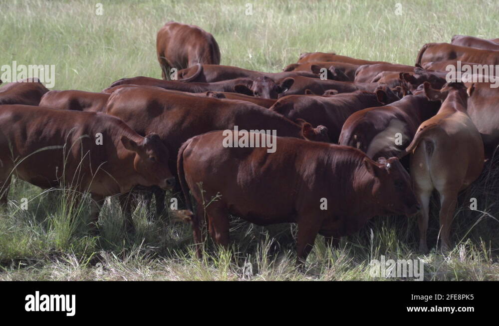 Tails of farm animals Stock Videos & Footage - HD and 4K Video Clips ...