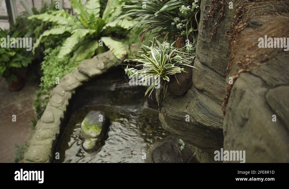 Water edge plant Stock Videos & Footage - HD and 4K Video Clips - Alamy
