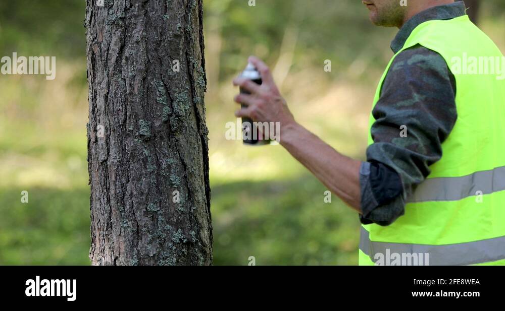 Marking tree Stock Videos & Footage - HD and 4K Video Clips - Alamy