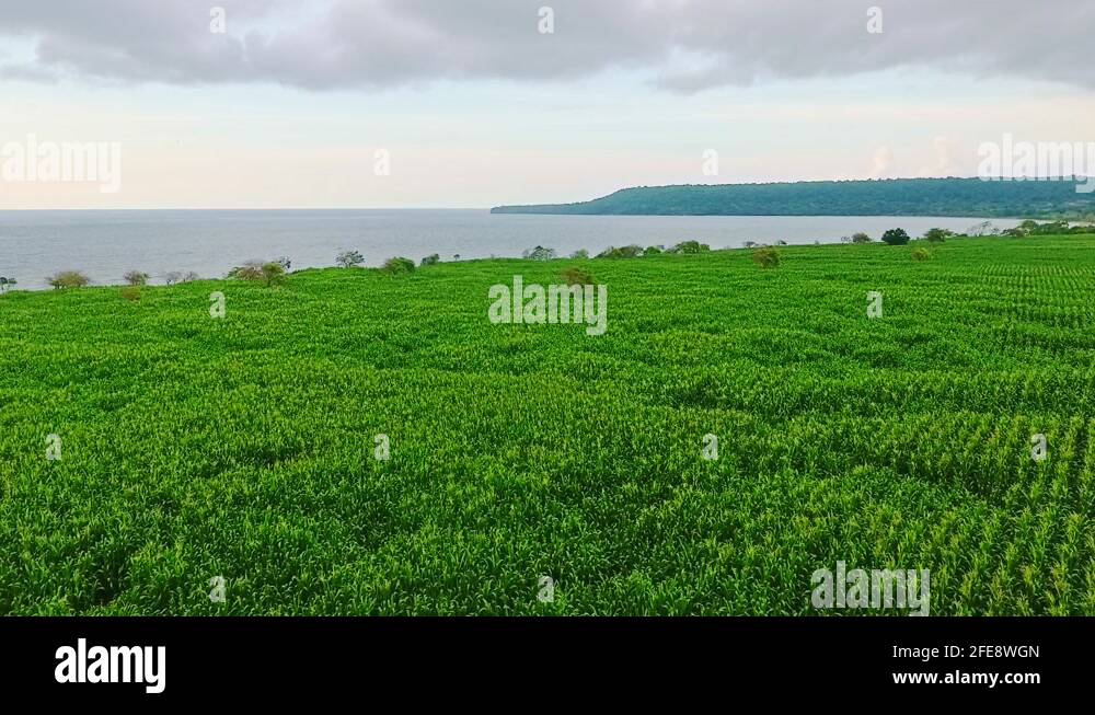 Coastal fields Stock Videos & Footage - HD and 4K Video Clips - Alamy