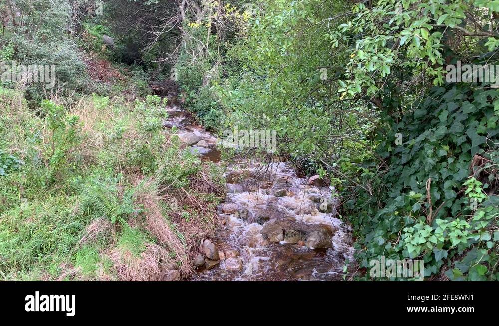 Dense forest thicket Stock Videos & Footage - HD and 4K Video Clips - Alamy