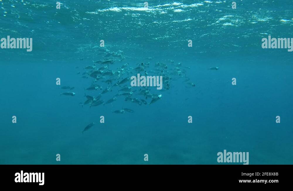 Long jawed mackerel Stock Videos & Footage - HD and 4K Video Clips - Alamy