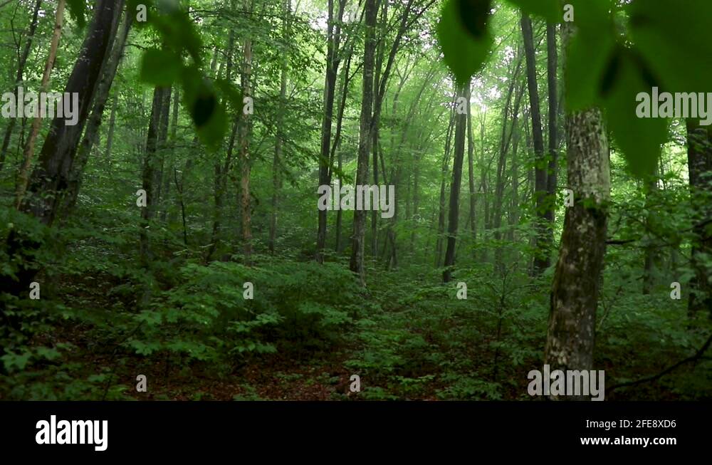 Rain forest fauna Stock Videos & Footage - HD and 4K Video Clips - Alamy