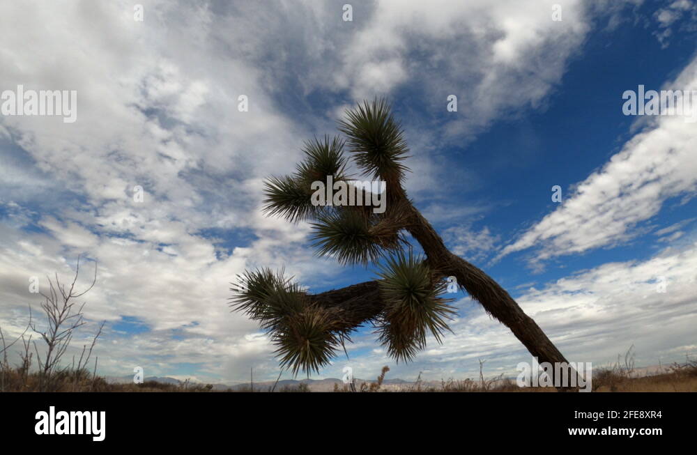 Dynamic tree view Stock Videos & Footage - HD and 4K Video Clips - Alamy