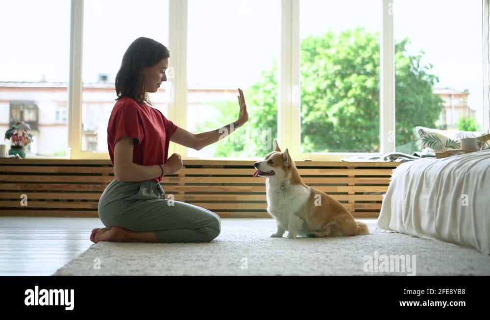 Dog high five home Stock Videos & Footage - HD and 4K Video Clips - Alamy