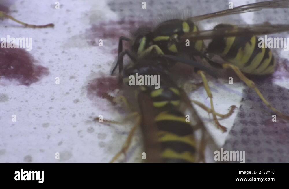 Extreme macro, wasps are fighting for some food Stock Video Footage - Alamy