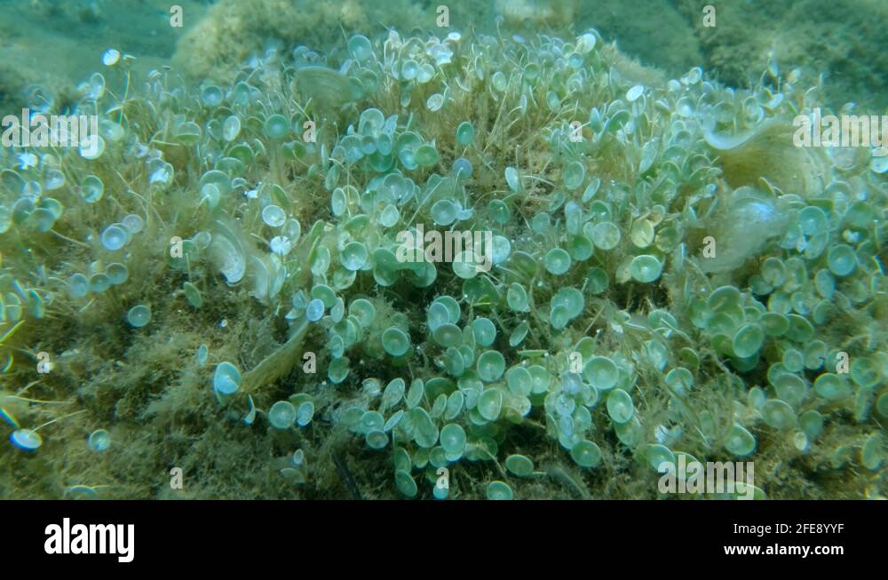 Closep-up on colony of unicellular green algae Mermaid's wine-glass or ...