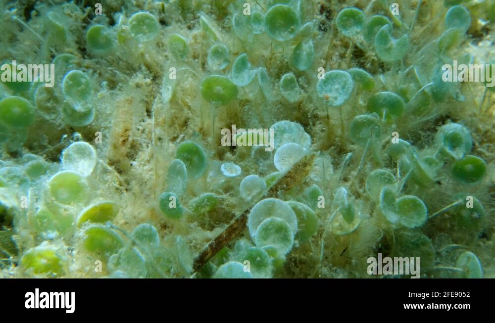 Closep-up on colony of unicellular green algae Mermaid's wine-glass or ...