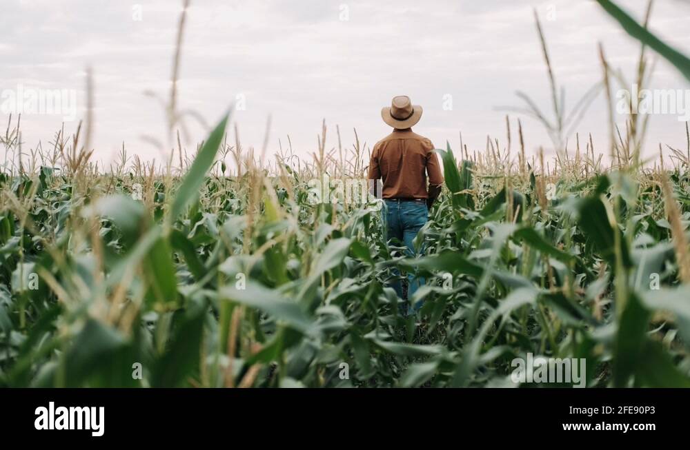 Farmer in Hat inYoung Corn Field and Examining Crop. Man Walking ...