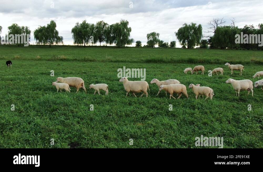 Flock of sheep line up, lambs follow the leader, follower sheeple ...