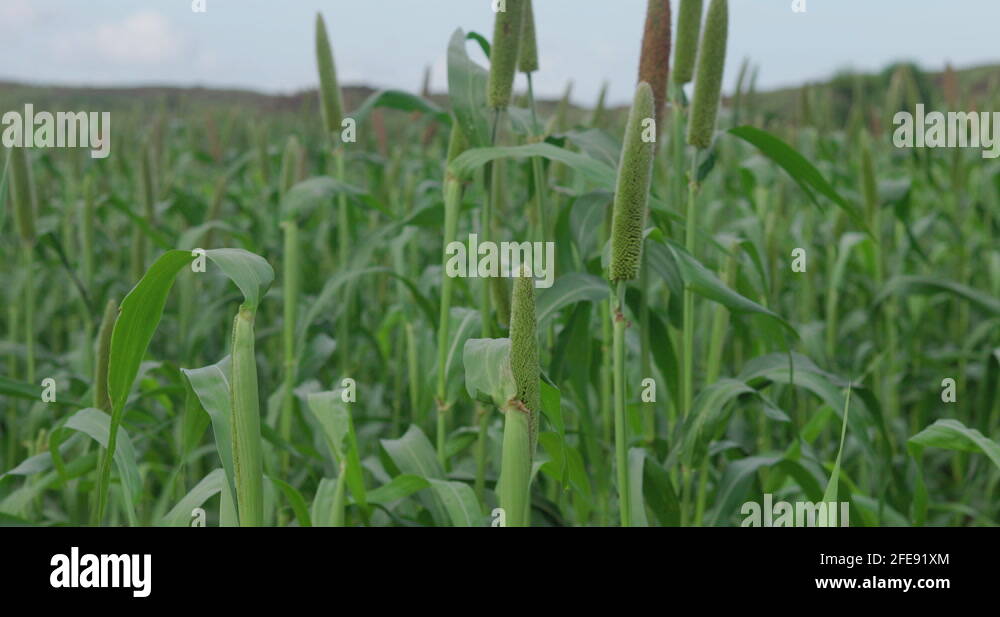 Pearl millet field Stock Videos & Footage - HD and 4K Video Clips - Alamy