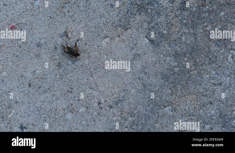 Cricket life cycle Stock Videos & Footage - HD and 4K Video Clips - Alamy