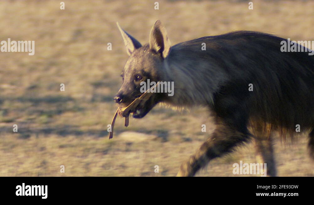 Hyena with bones Stock Videos & Footage - HD and 4K Video Clips - Alamy